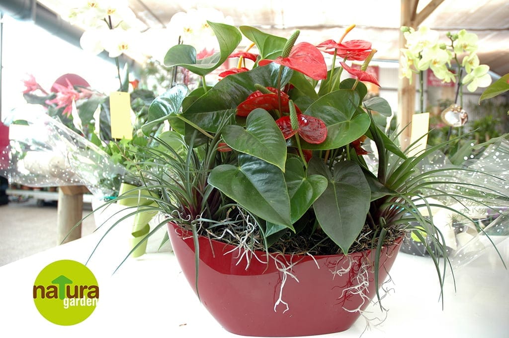 Campos De Aloe Te Ofrece Las Mejores Ideas Para Regalar En El Dia De La