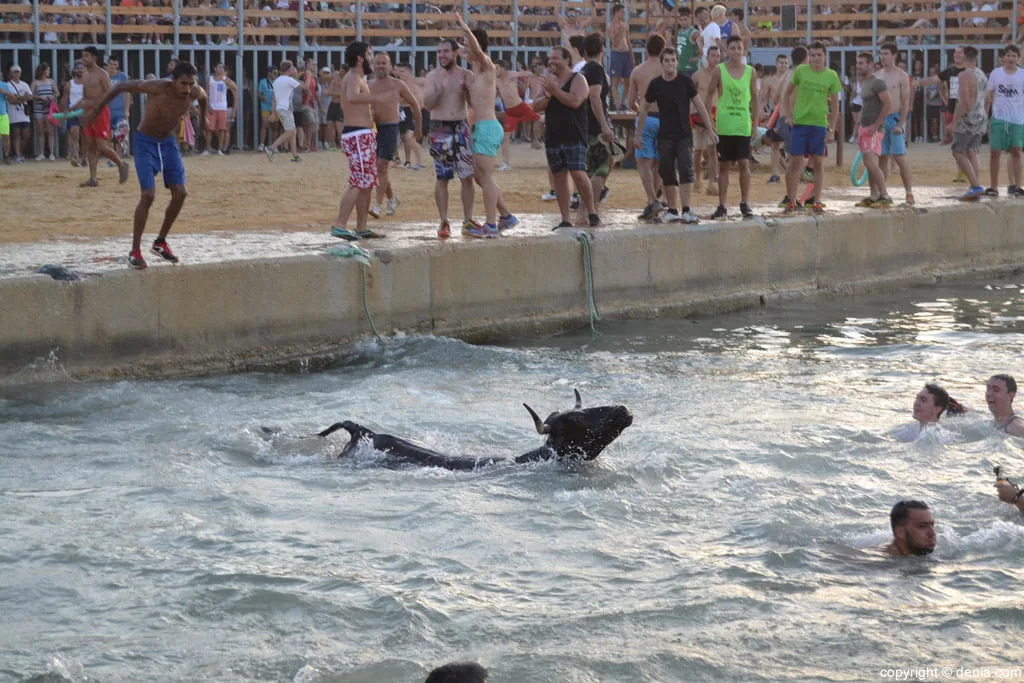 Toro en el agua - Dénia.com