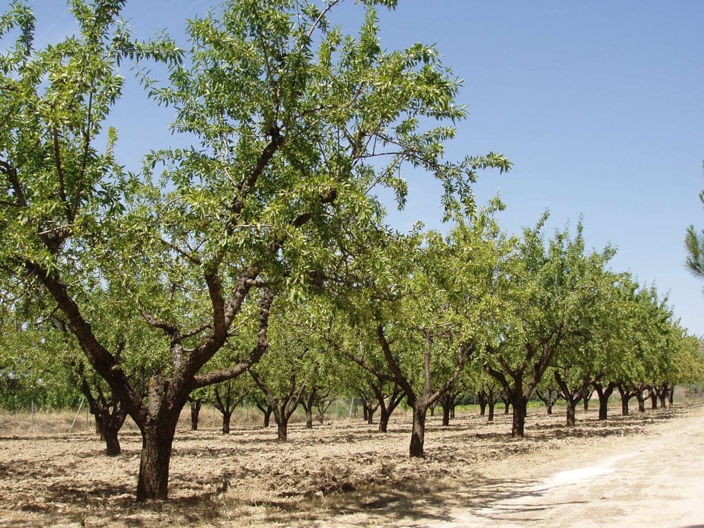 Xylella Fastidiosa - Dénia.com