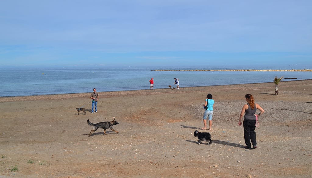 Los perros tendrán más espacio este verano para disfrutar de la playa