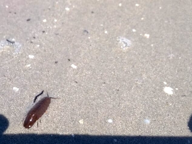 ¿Qué son los "bichos" que han aparecido en playas de Dénia y qué ...